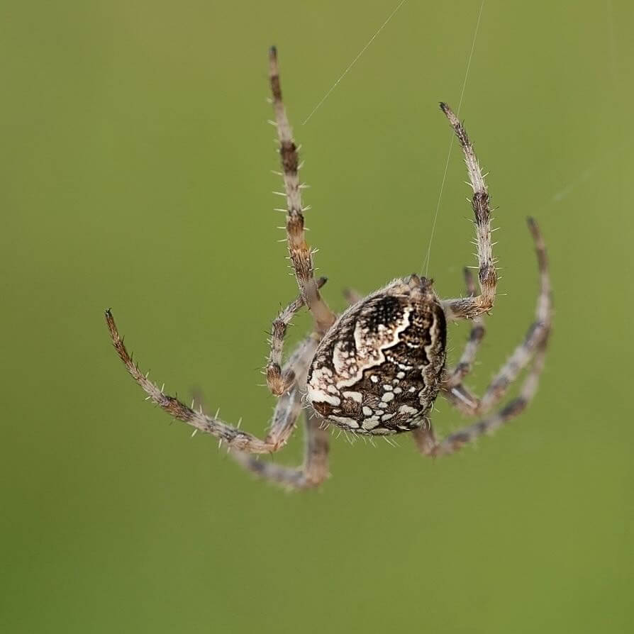 Spider Treatments - Aetna Pest Control Ltd.