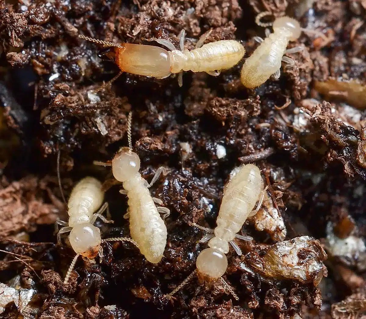 Termite Colony Hierarchy | Aetna Pest Control Ltd