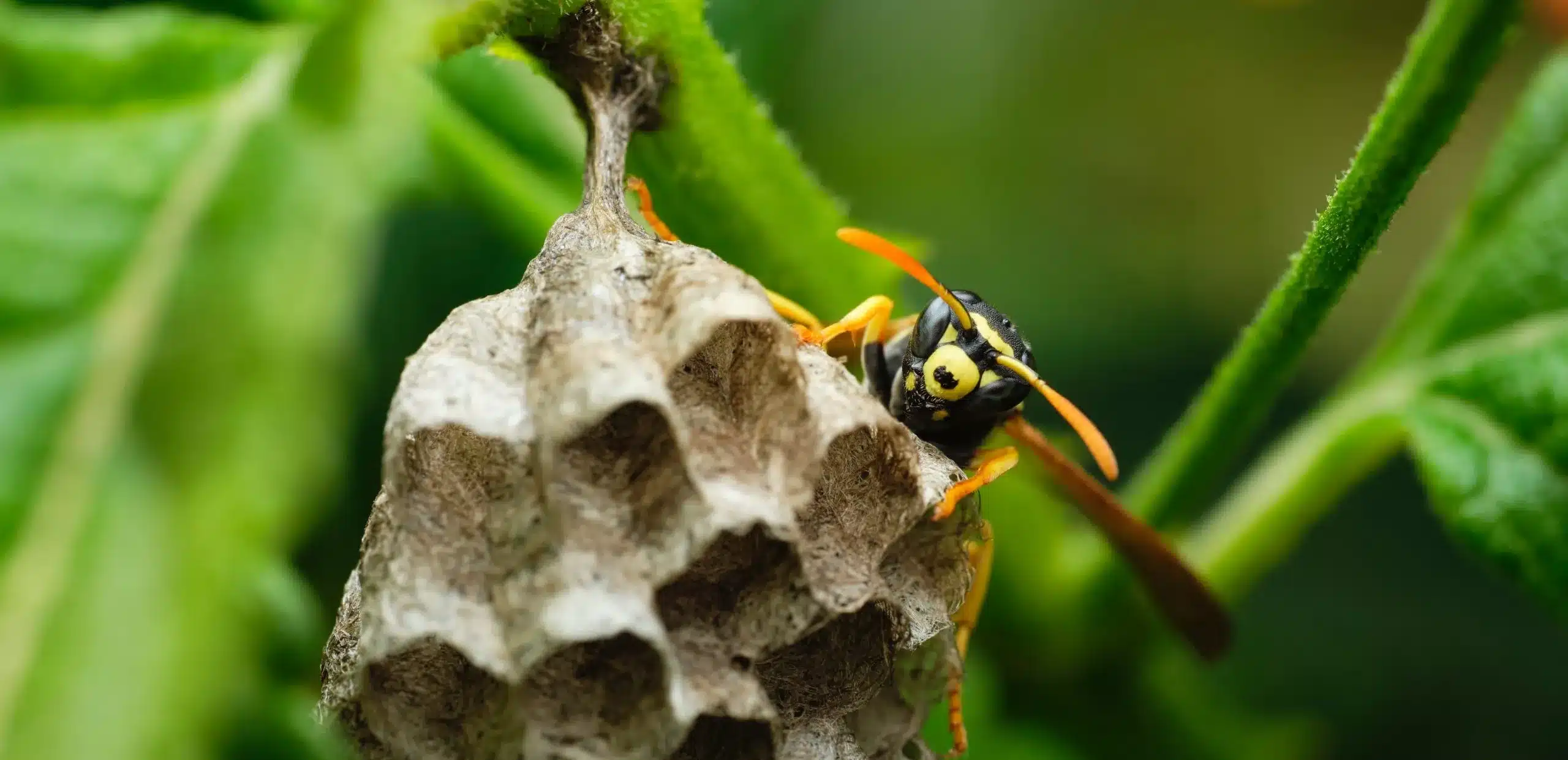 What you need to know this wasp season in Toronto - Aetna Pest Control Ltd.